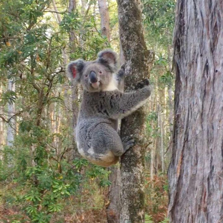 Release Time – Koalas On The Green