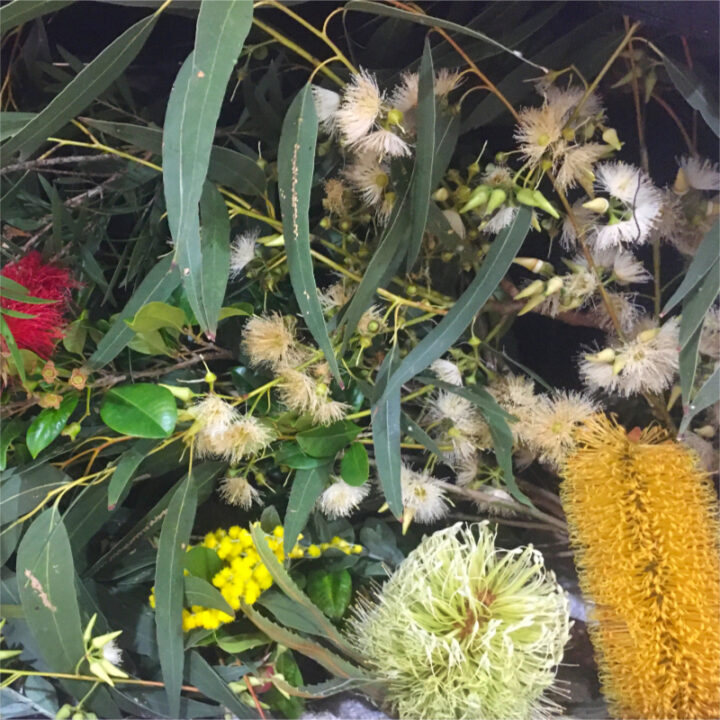 The Possum Pantry – Koalas On The Green