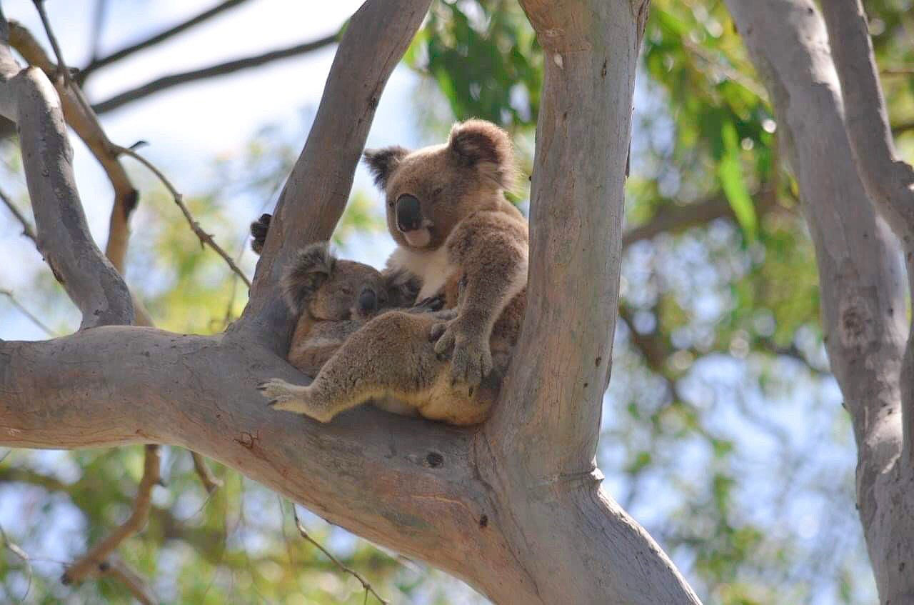 Caring For Our Furry Little Tree People – Koalas On The Green