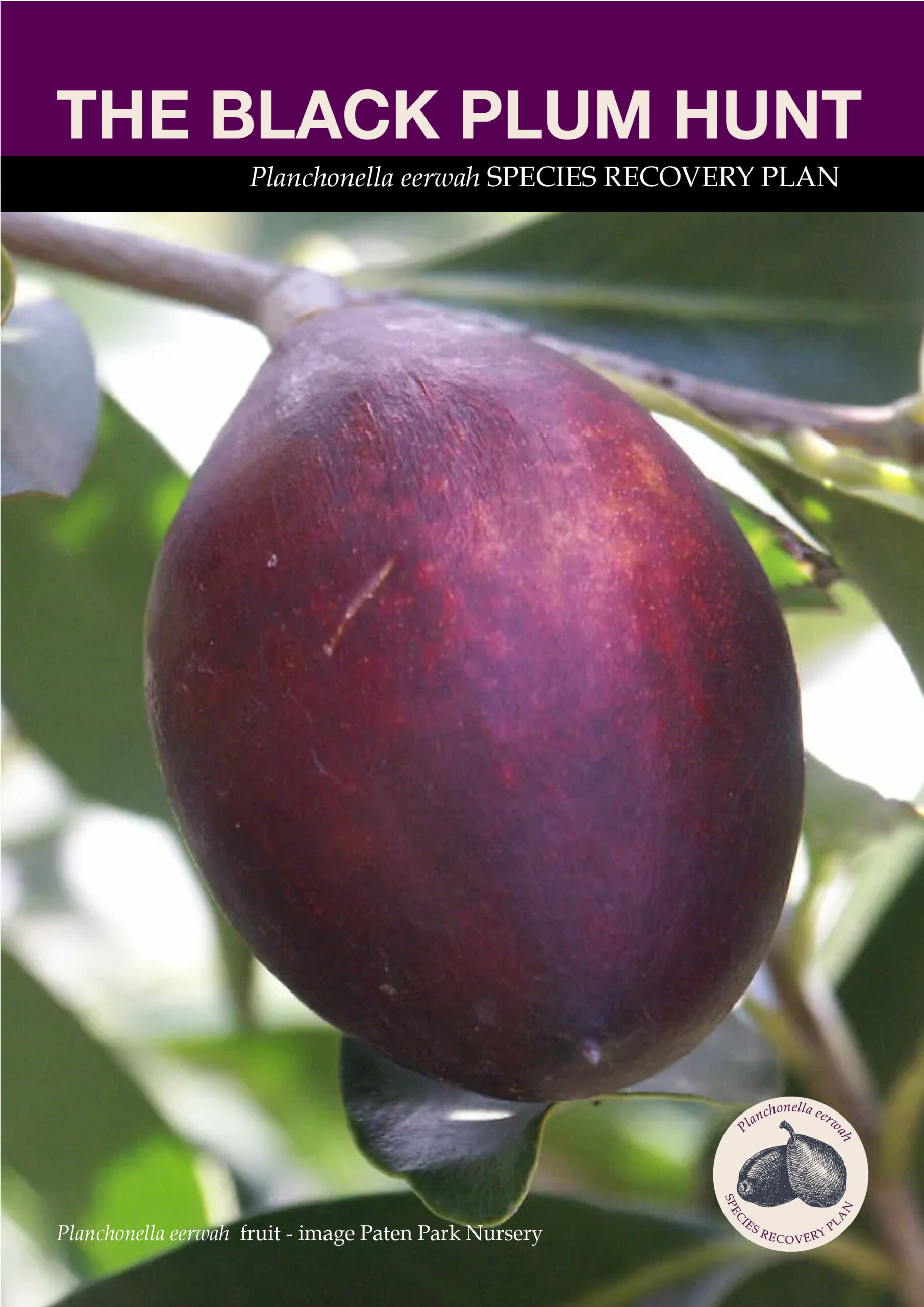 The Black Plum Hunt – Koalas On The Green